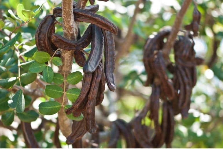 La cornula (carrubo in italiano), il gustoso cioccolato dei poveri ...